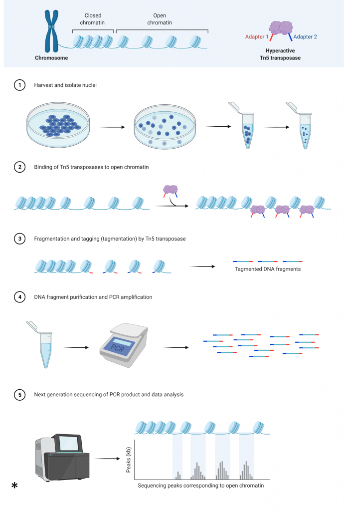 ATAC – Center for Epigenomics Research | HKUST