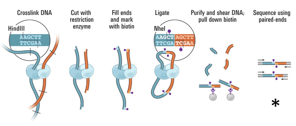 HiC – Center for Epigenomics Research | HKUST